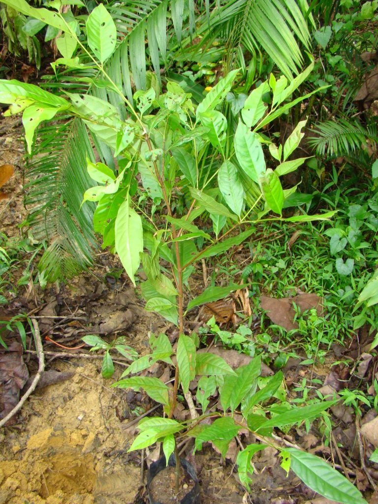 Tree Planting at Desaru Coast Riverside